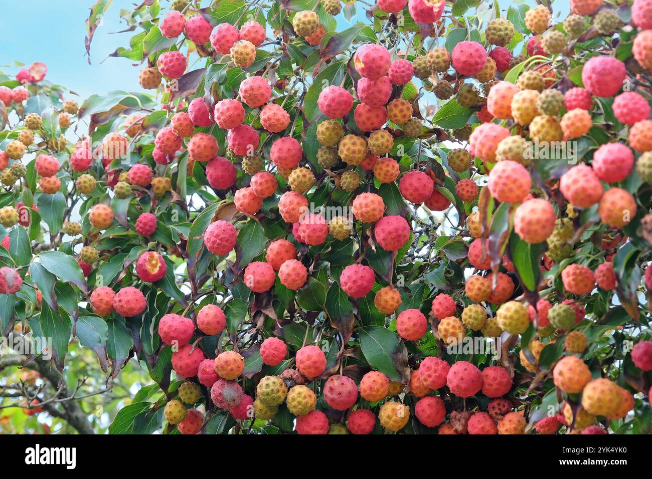 Cornus ‘John Slocock’, the red strawberry like fruits of the dogwood ...