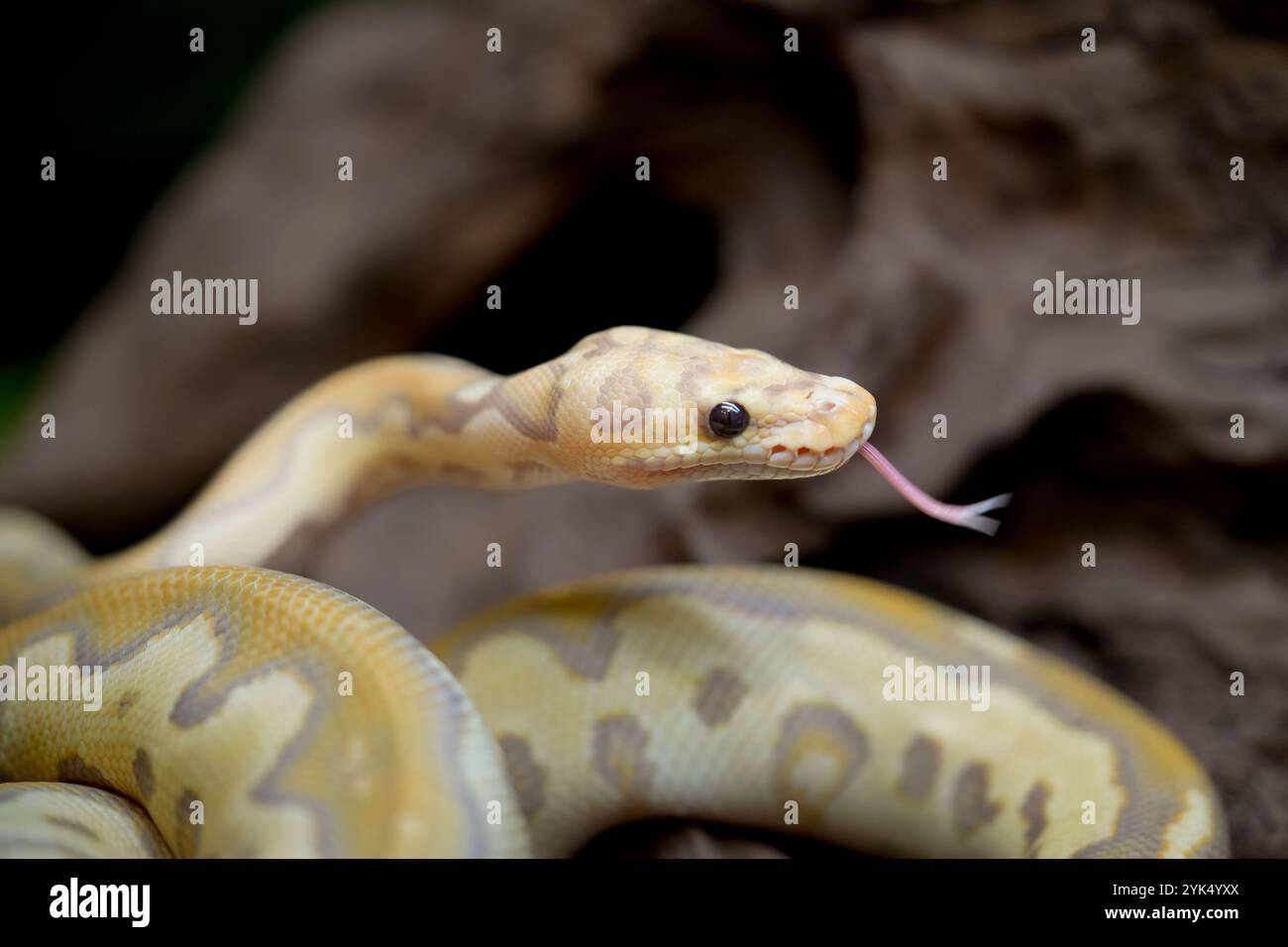 Yellow and white mixed python snake Stock Photo - Alamy