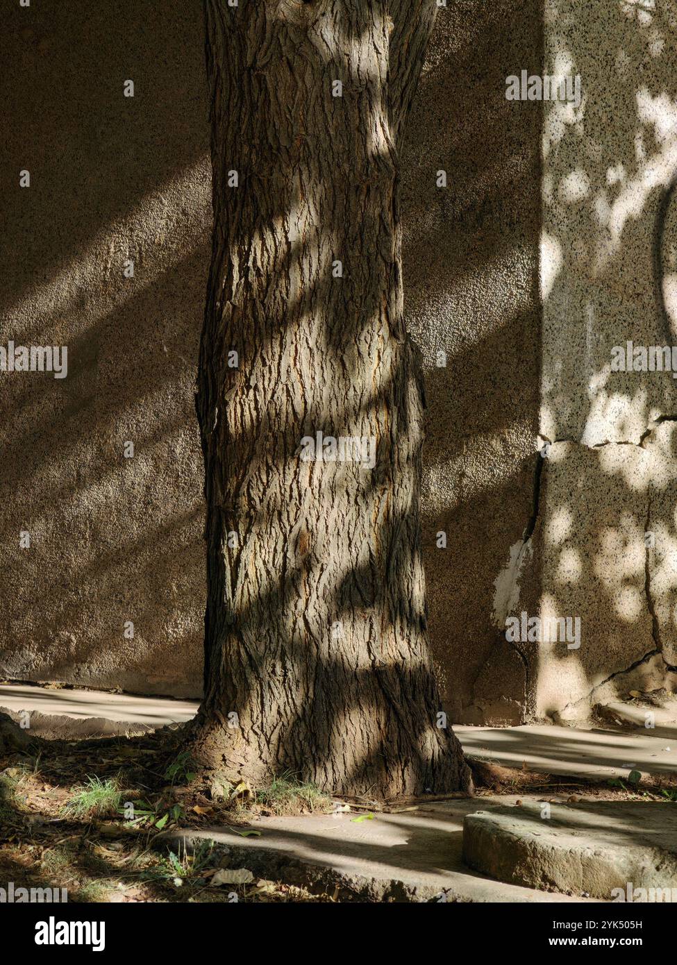 Shadowed Tree Bark Against Wall: Nature Around the Corner Stock Photo ...