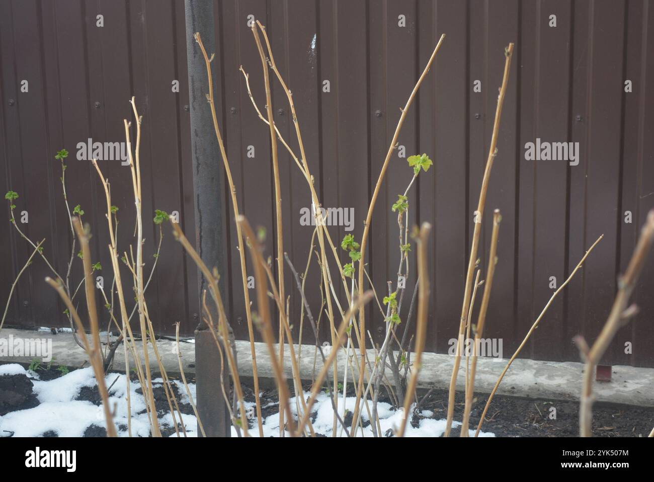 Unusual autumn winter background in early summer. Young raspberry ...