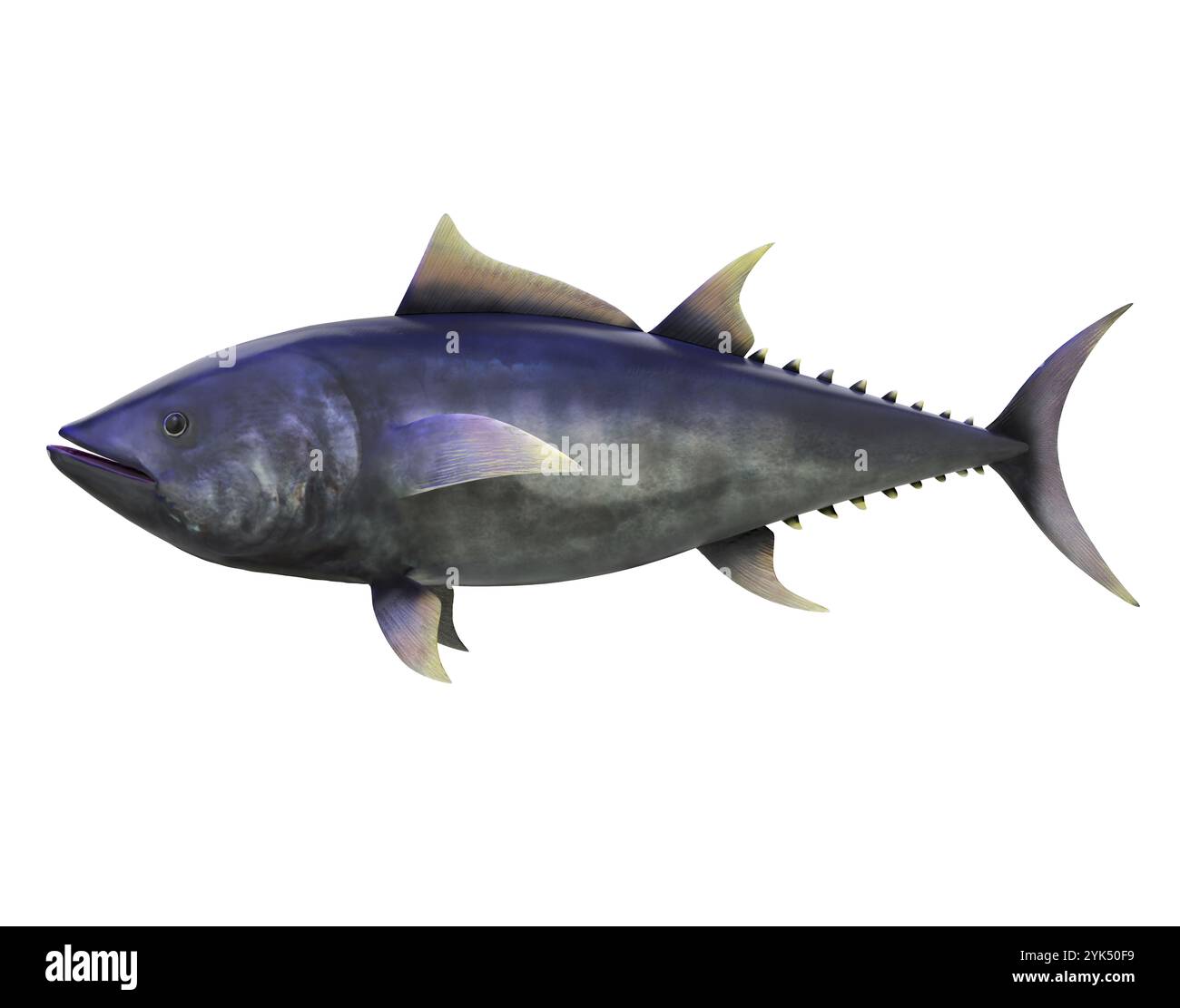 Tuna animal hi-res stock photography and images - Alamy