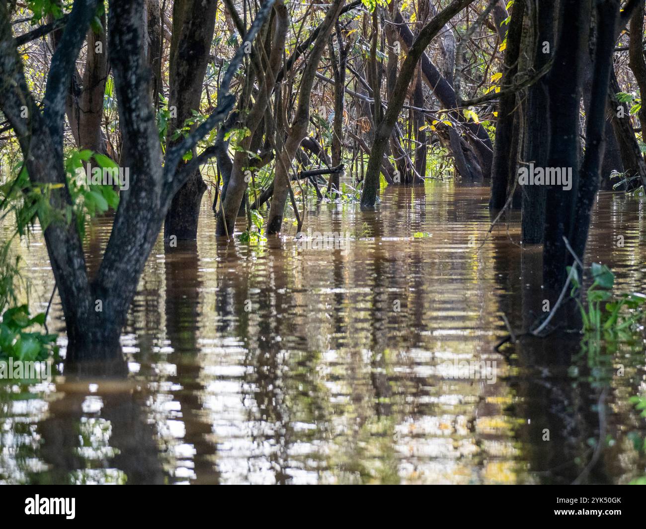 Rainforest on the Amazon with trees standing in water. The trees are ...