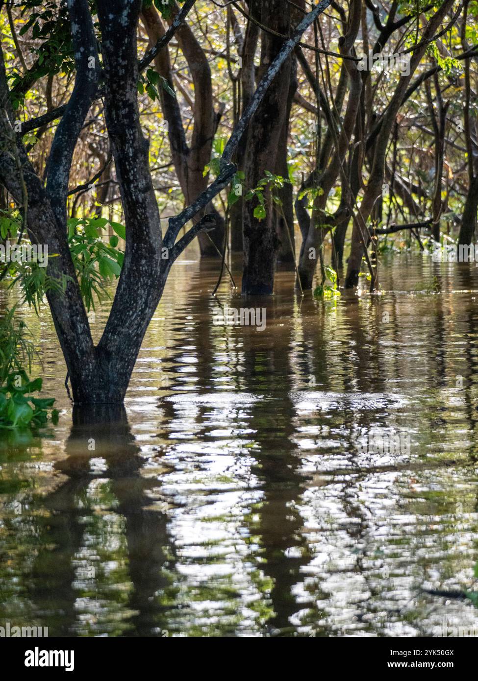 Rainforest on the Amazon with trees standing in water. The trees are ...