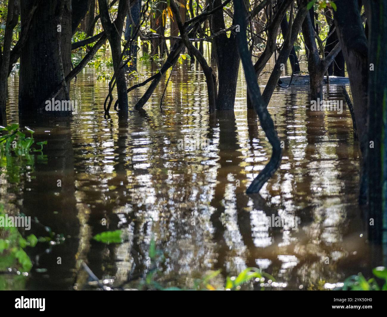Rainforest on the Amazon with trees standing in water. The trees are ...