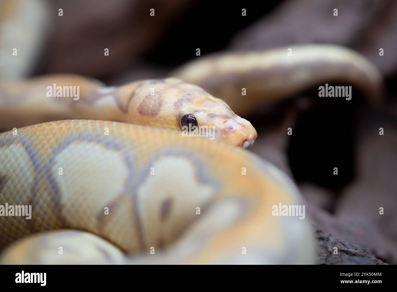 Yellow indian rock python hi-res stock photography and images - Alamy