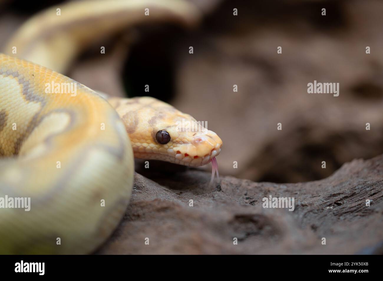 Yellow indian rock python hi-res stock photography and images - Alamy