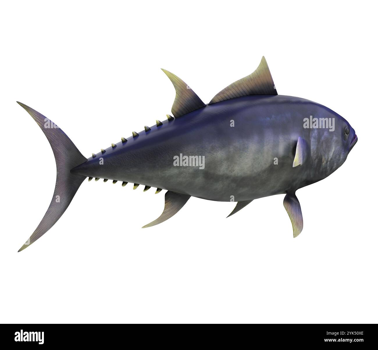 Tuna Fish Isolated Stock Photo - Alamy