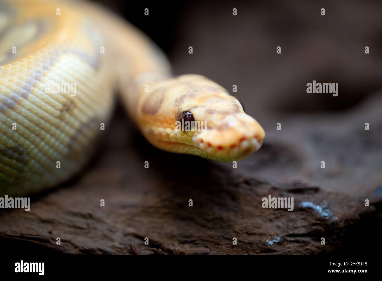 Yellow indian rock python hi-res stock photography and images - Alamy