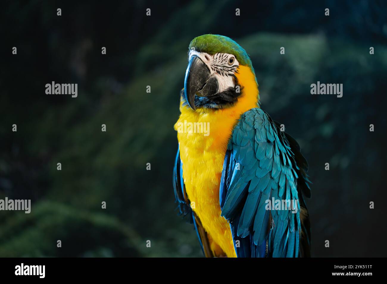 Blue-and-yellow macaw close-up (Ara ararauna), exotic bird Stock Photo - Alamy