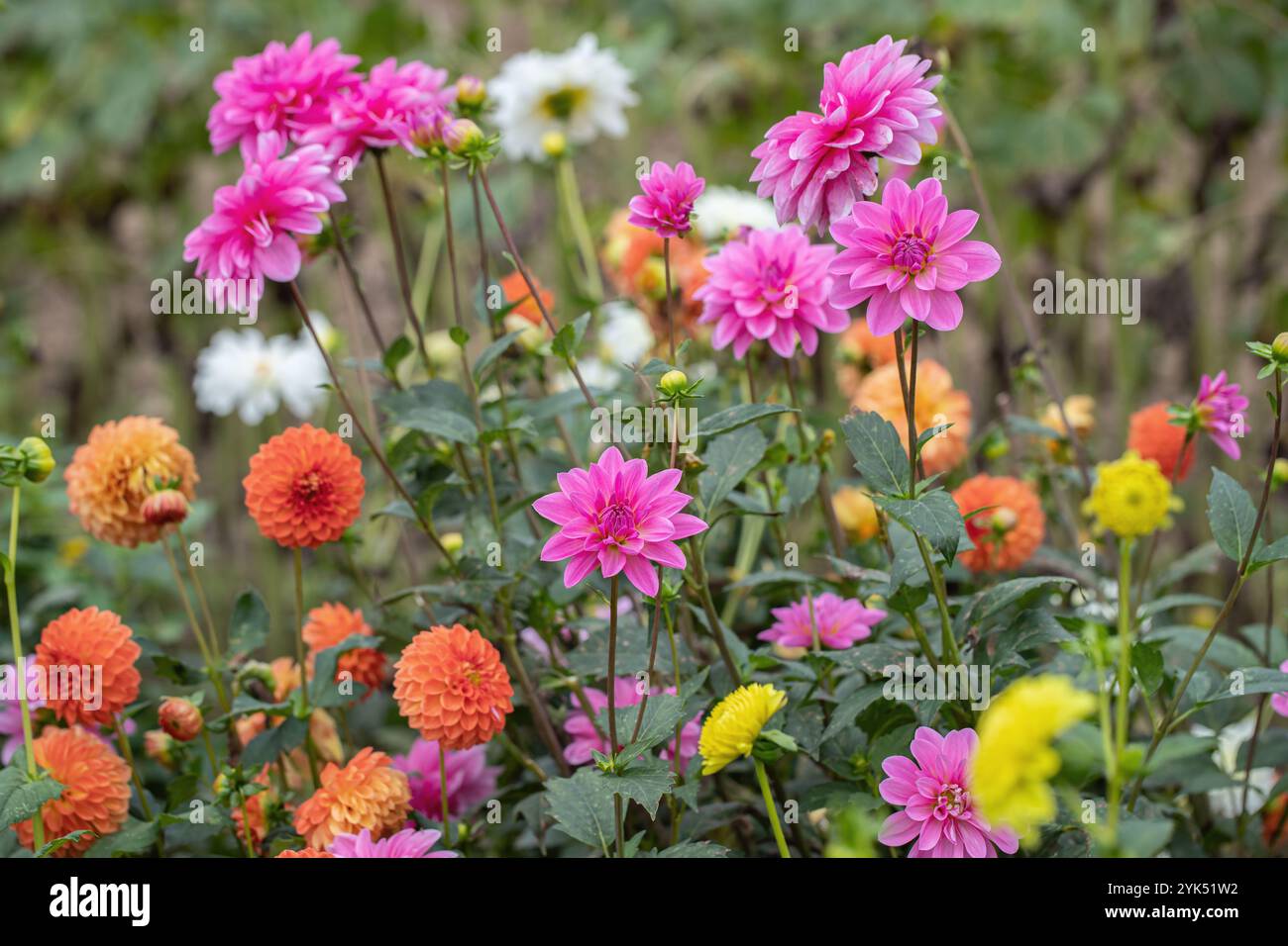 Group of dahlias in multiple color shades Stock Photo - Alamy