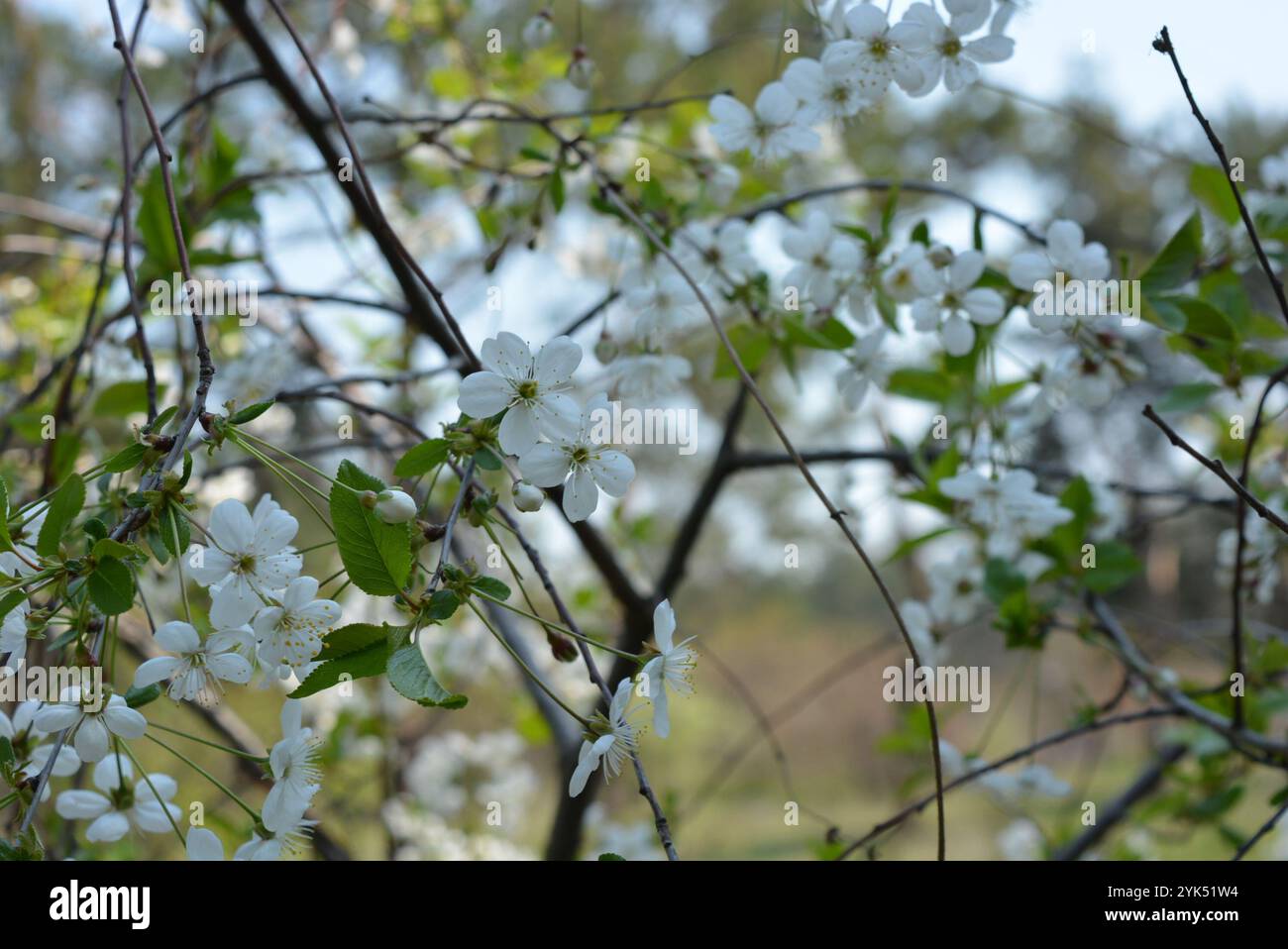 Nature, beautiful park area, garden flowers. Young cherry trees with ...