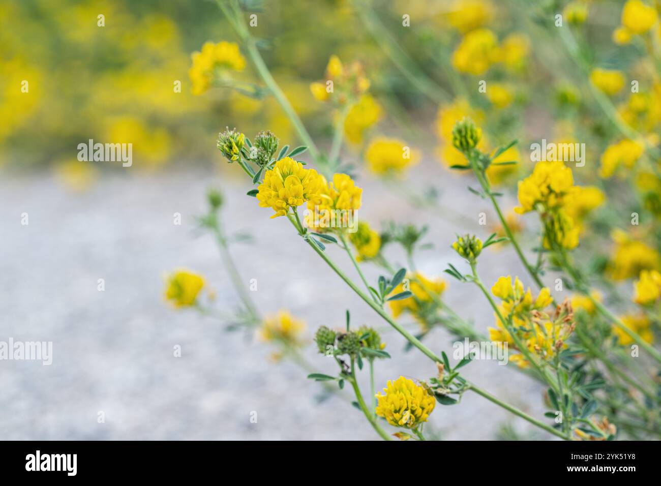 Yellow lucerne hi-res stock photography and images - Alamy