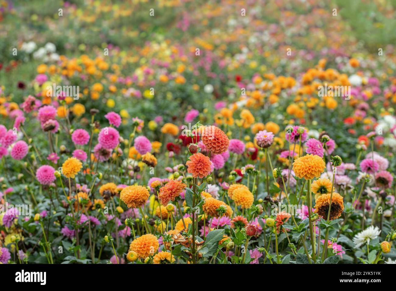 Flower field with blooming dahlias in multiple color shades Stock Photo ...
