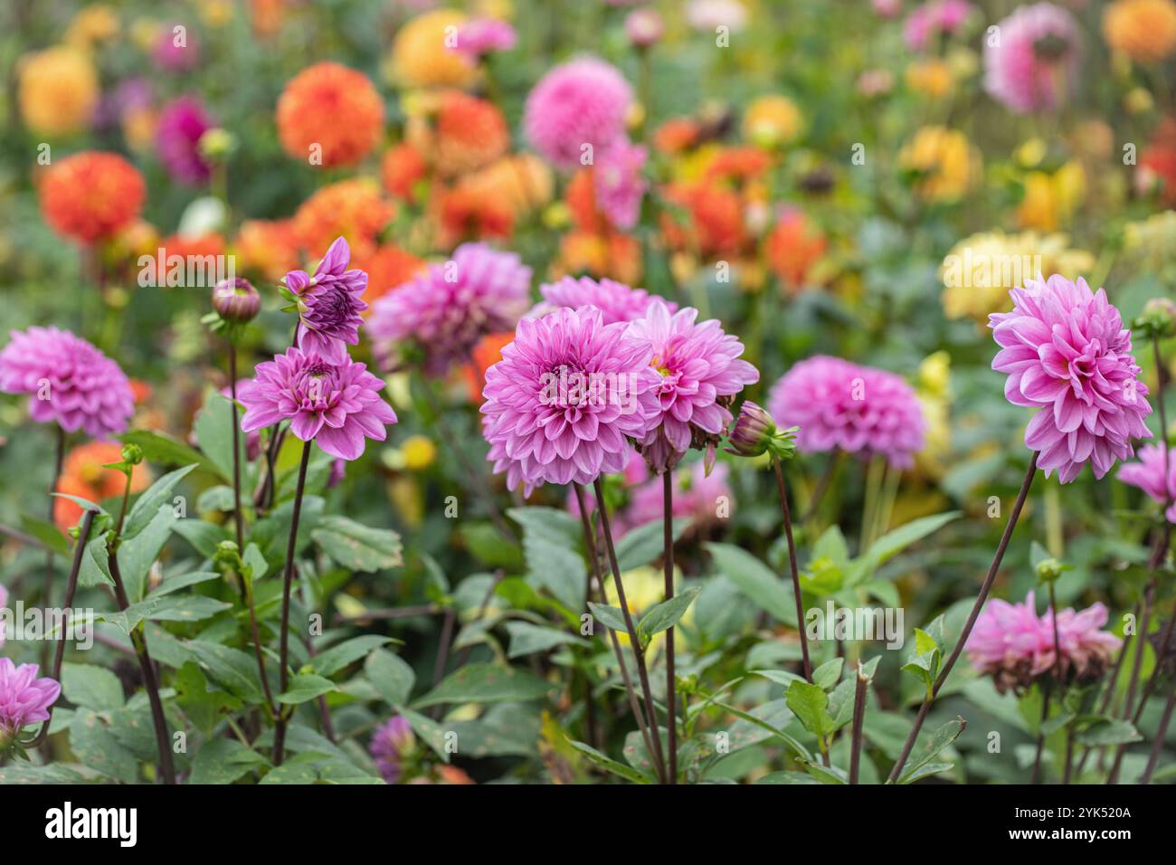 Light pink dahlia flowers and dahlias with multiple colors in ...