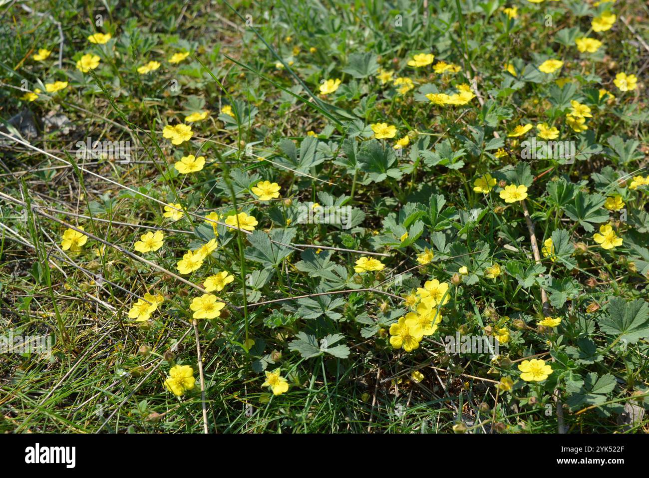Buttercup yellow daffodils hi-res stock photography and images - Alamy