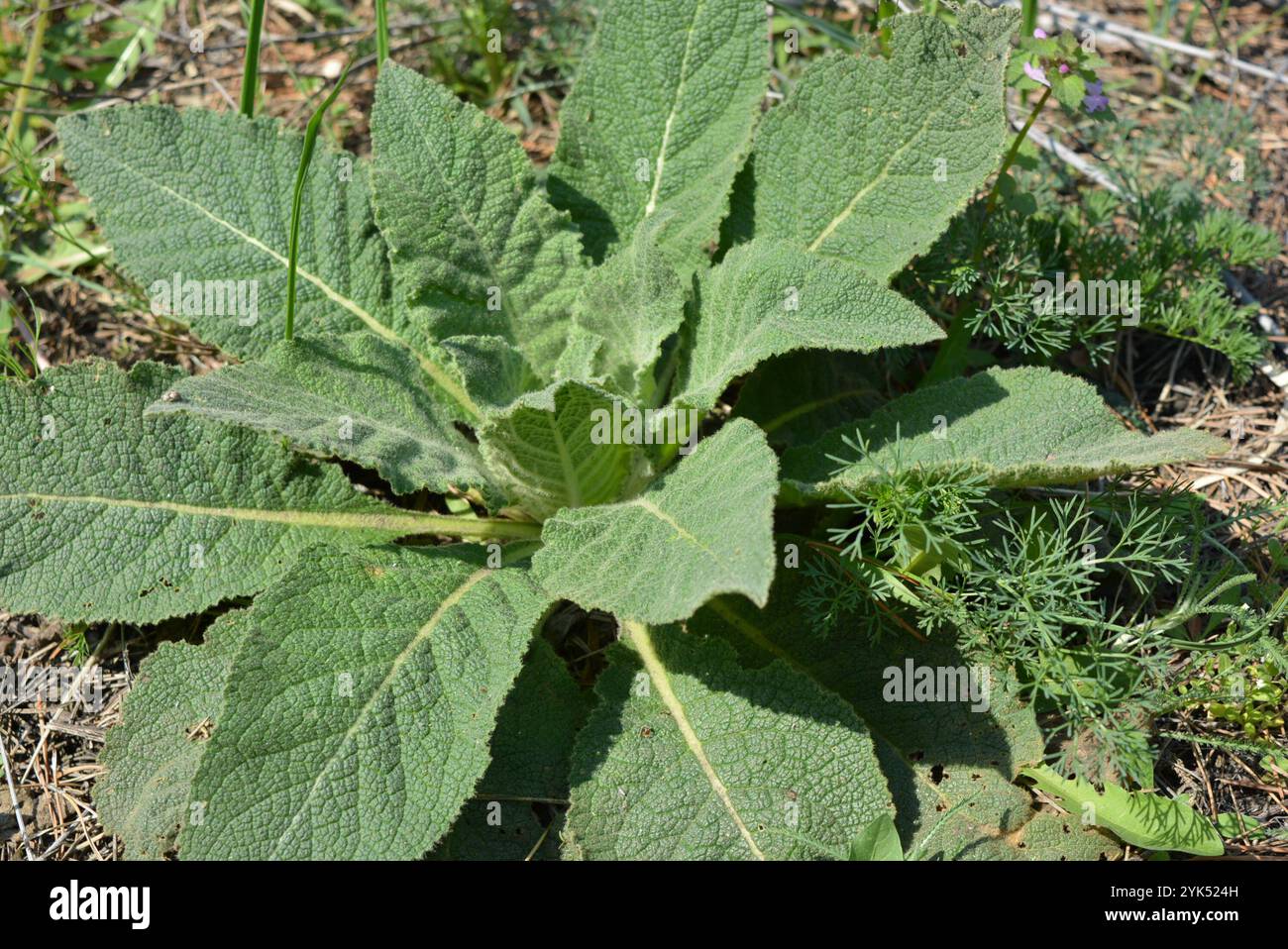 Nature, beautiful park area, garden flowers, meadow. Large double ...