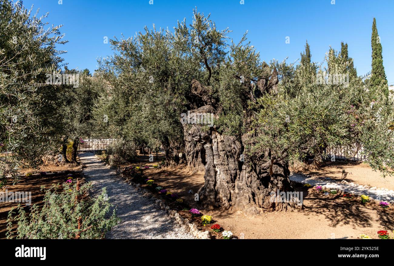 Path through ancient olive trees in the Garden of Gethsemane in ...