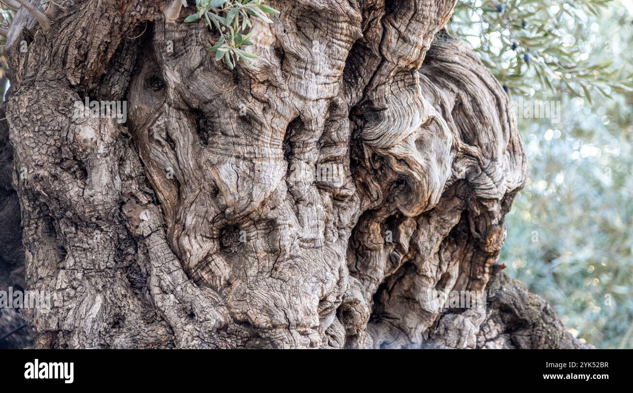 Ancient olive tree in the Garden of Gethsemane in Jerusalem Stock Photo ...