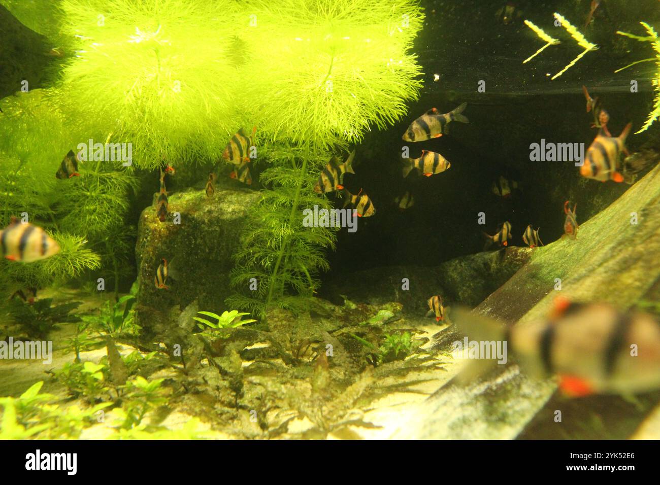 Puntigrus tetrazona small aquarium striped fish between algae in an ...