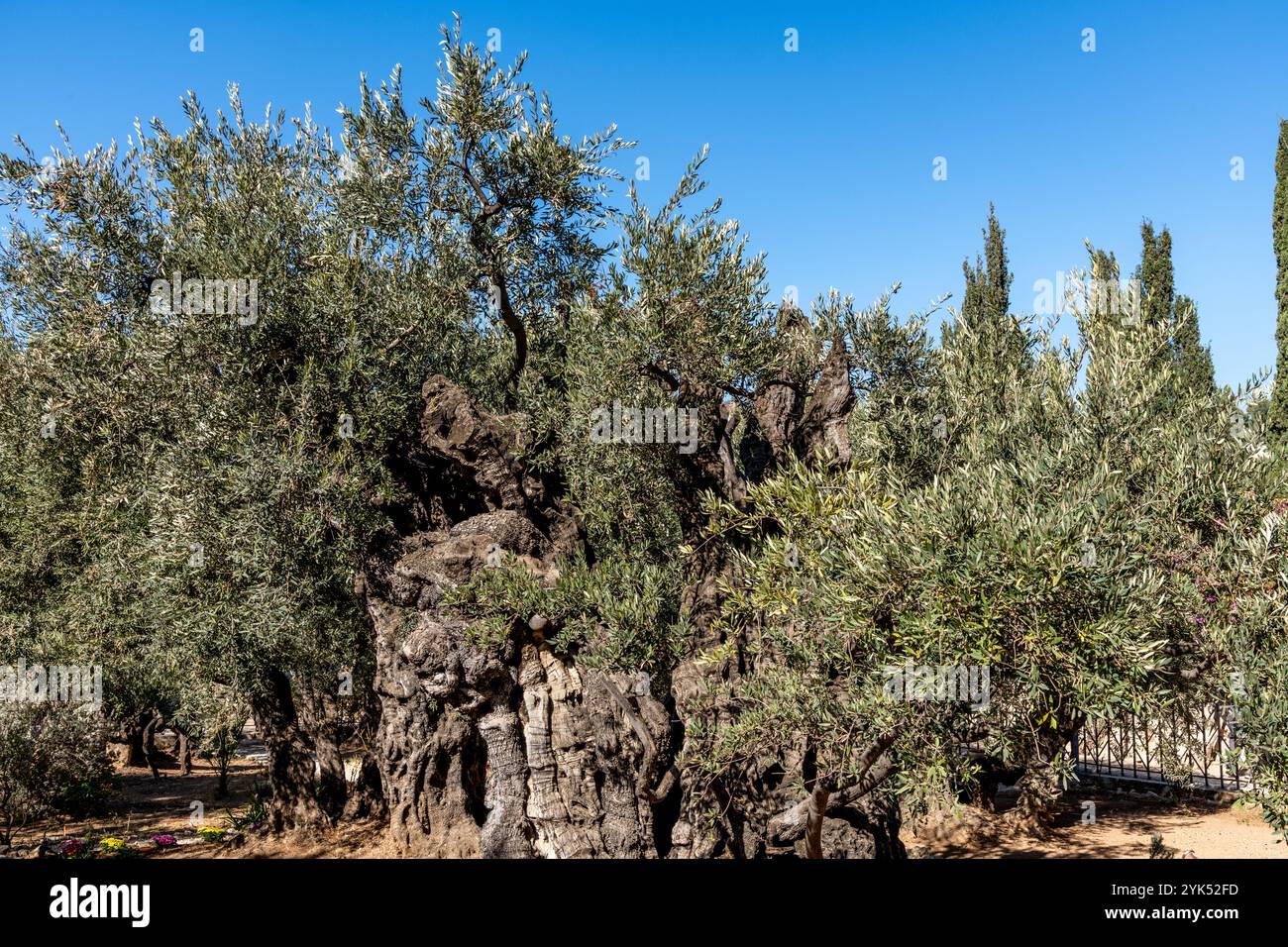 Ancient olive tree in the Garden of Gethsemane in Jerusalem Stock Photo ...