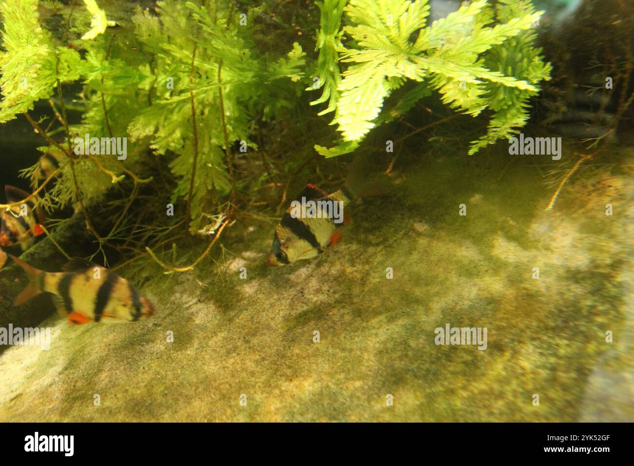 Puntigrus tetrazona is a small striped fish of black and yellow color ...