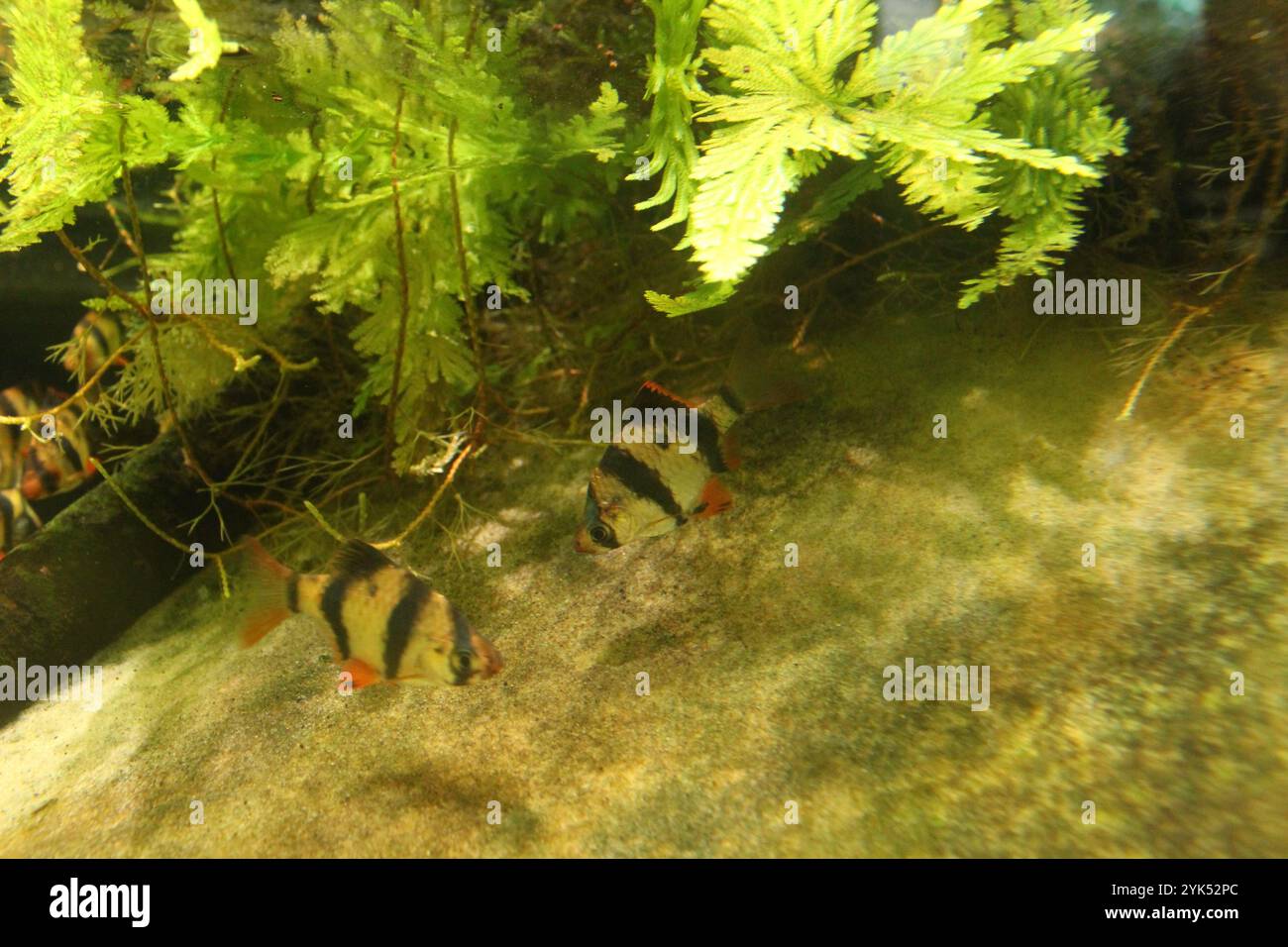 Puntius tetrazona is a group of small exotic fish aquariums in the ...