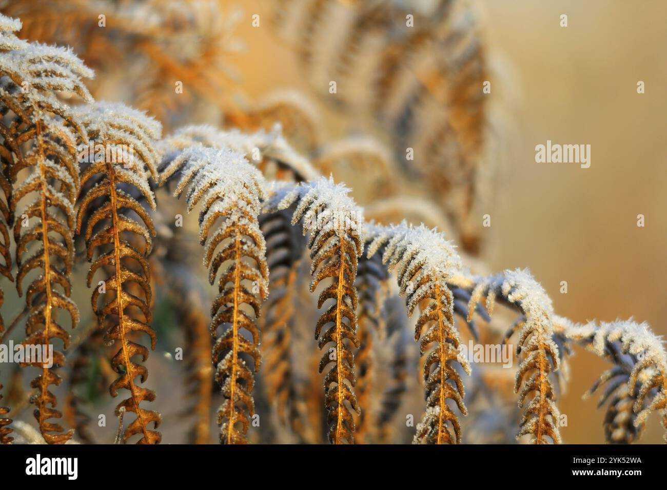 Frost on bracken hi-res stock photography and images - Alamy