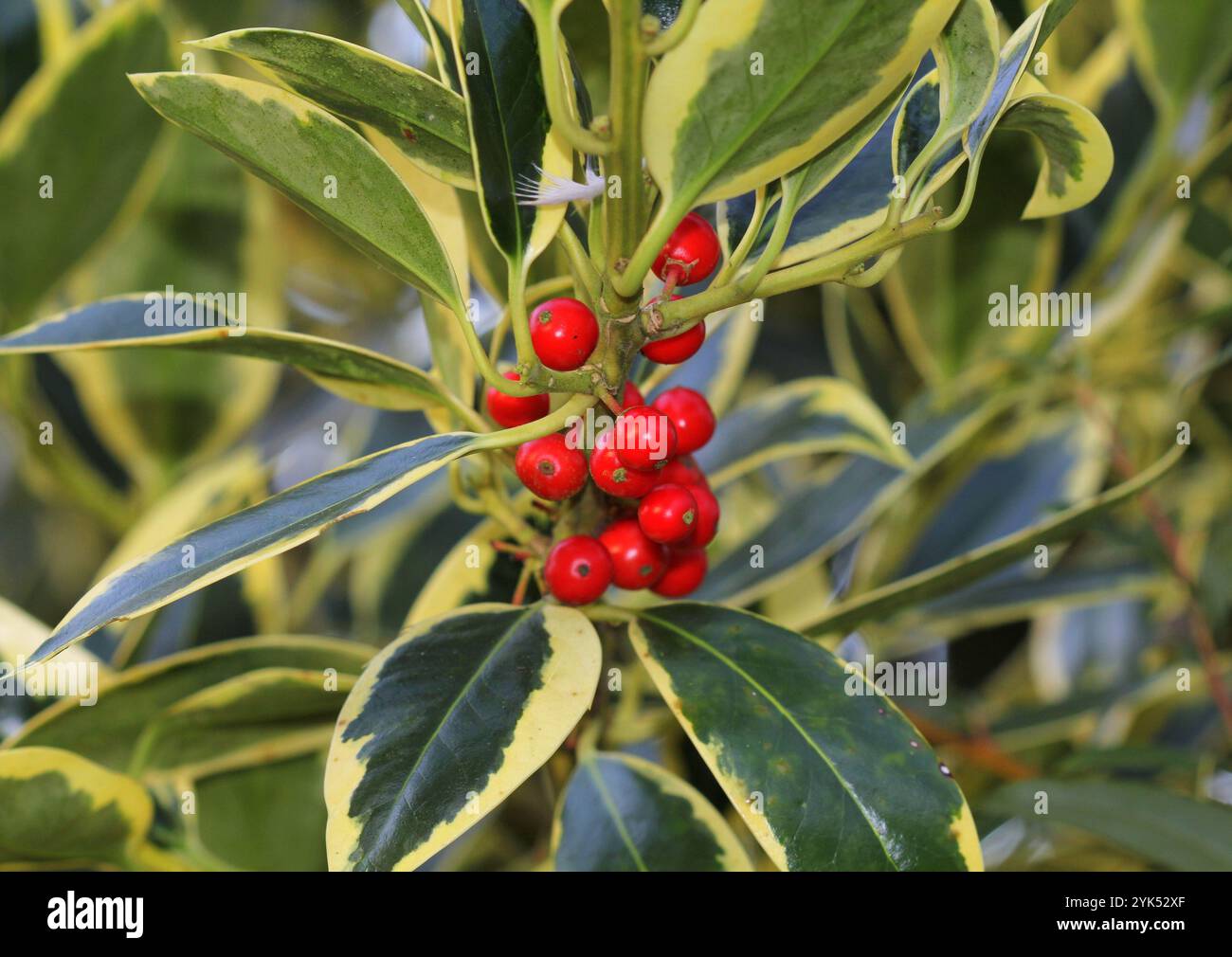 Golden variegated holly tree hi-res stock photography and images - Alamy