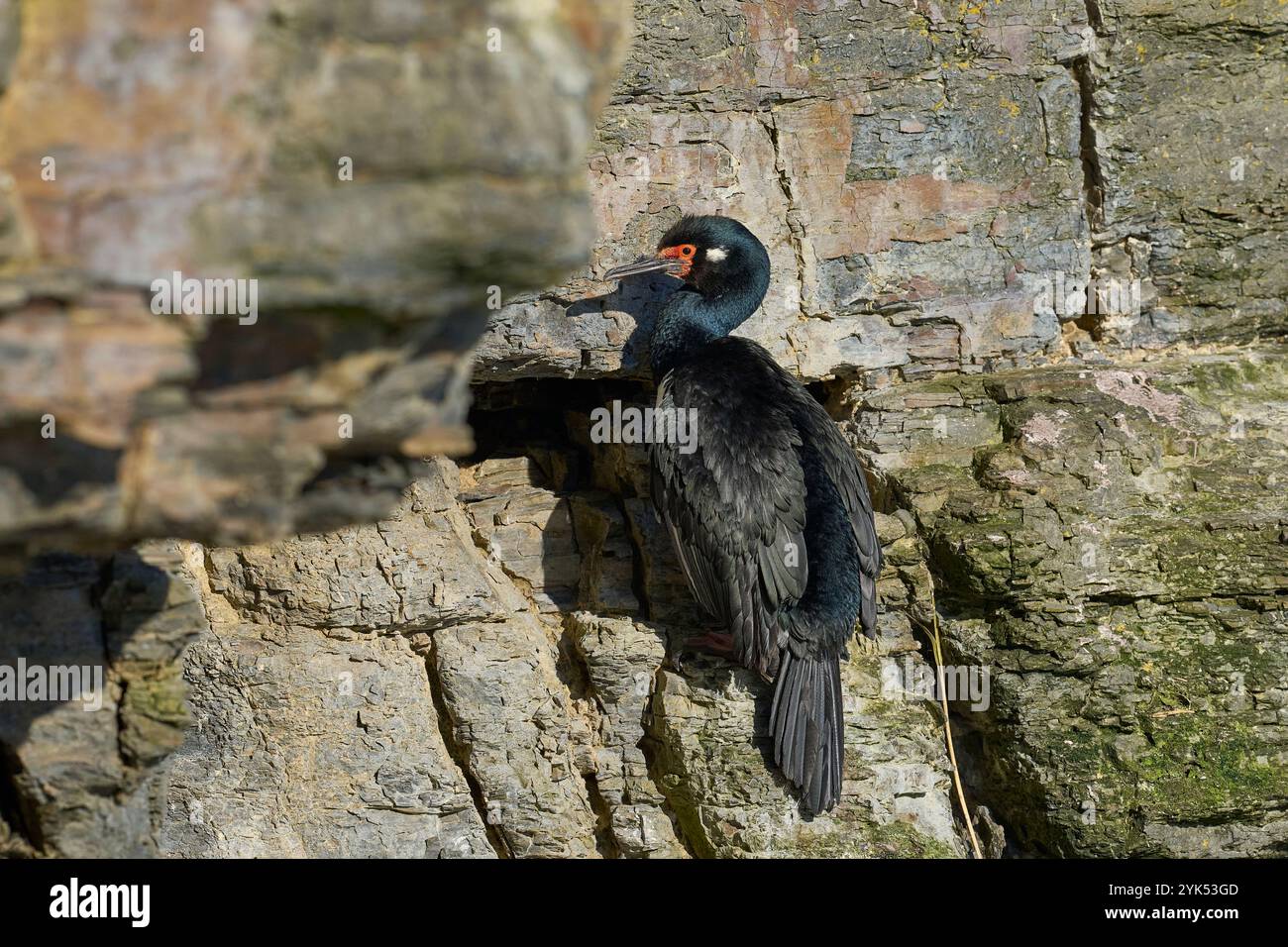 Rock Shag (Leucocarbo magellanicus) nesting on a narrow edge on the ...