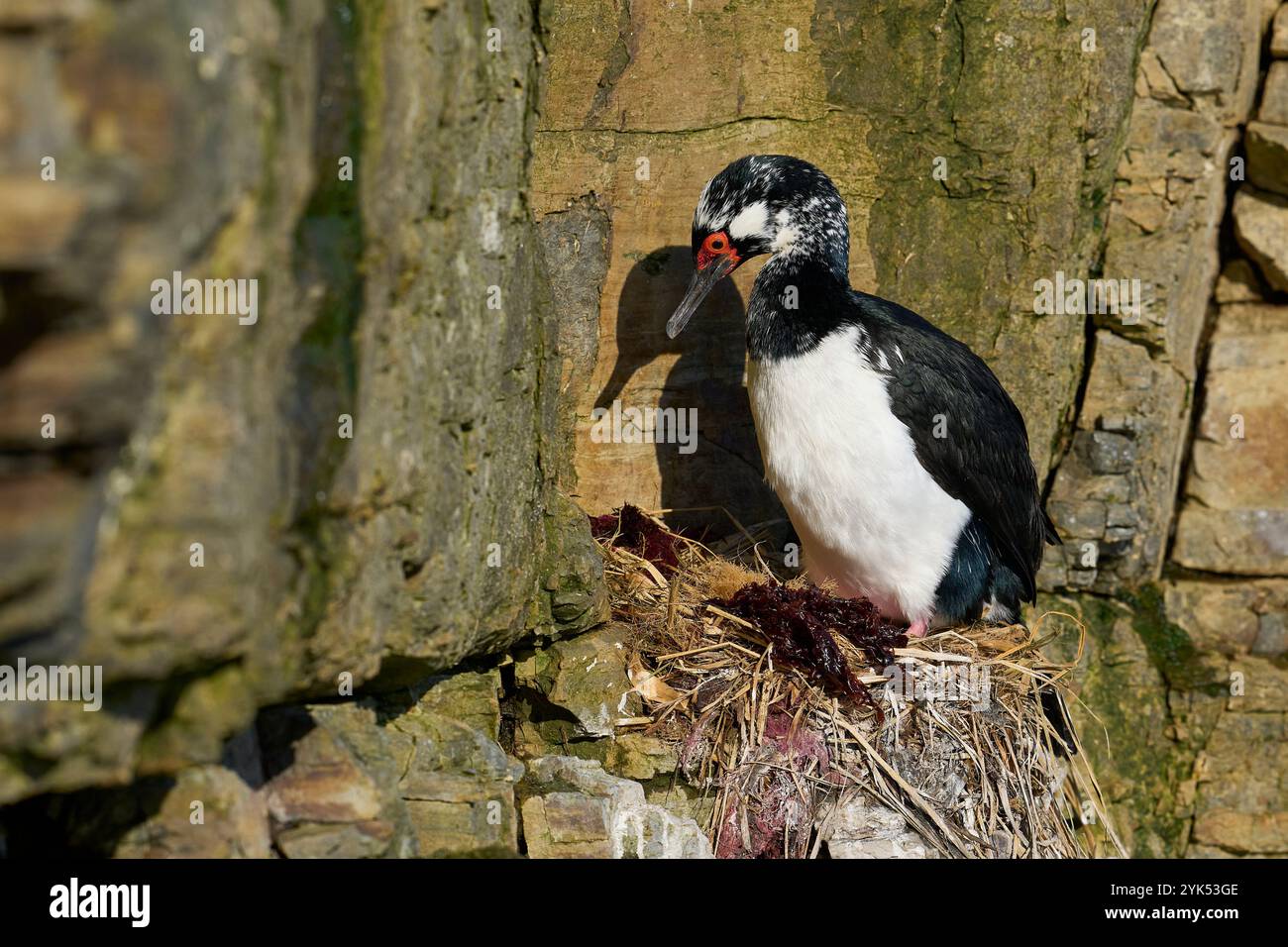Rock Shag (Leucocarbo magellanicus) nesting on a narrow edge on the ...