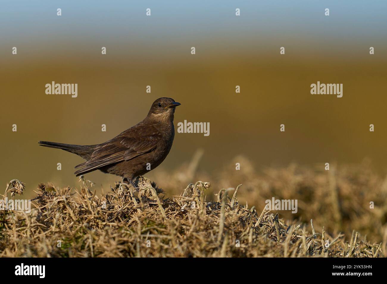 Tussacbird (Cinclodes antarcticus antarcticus) on Bleaker Island in the ...