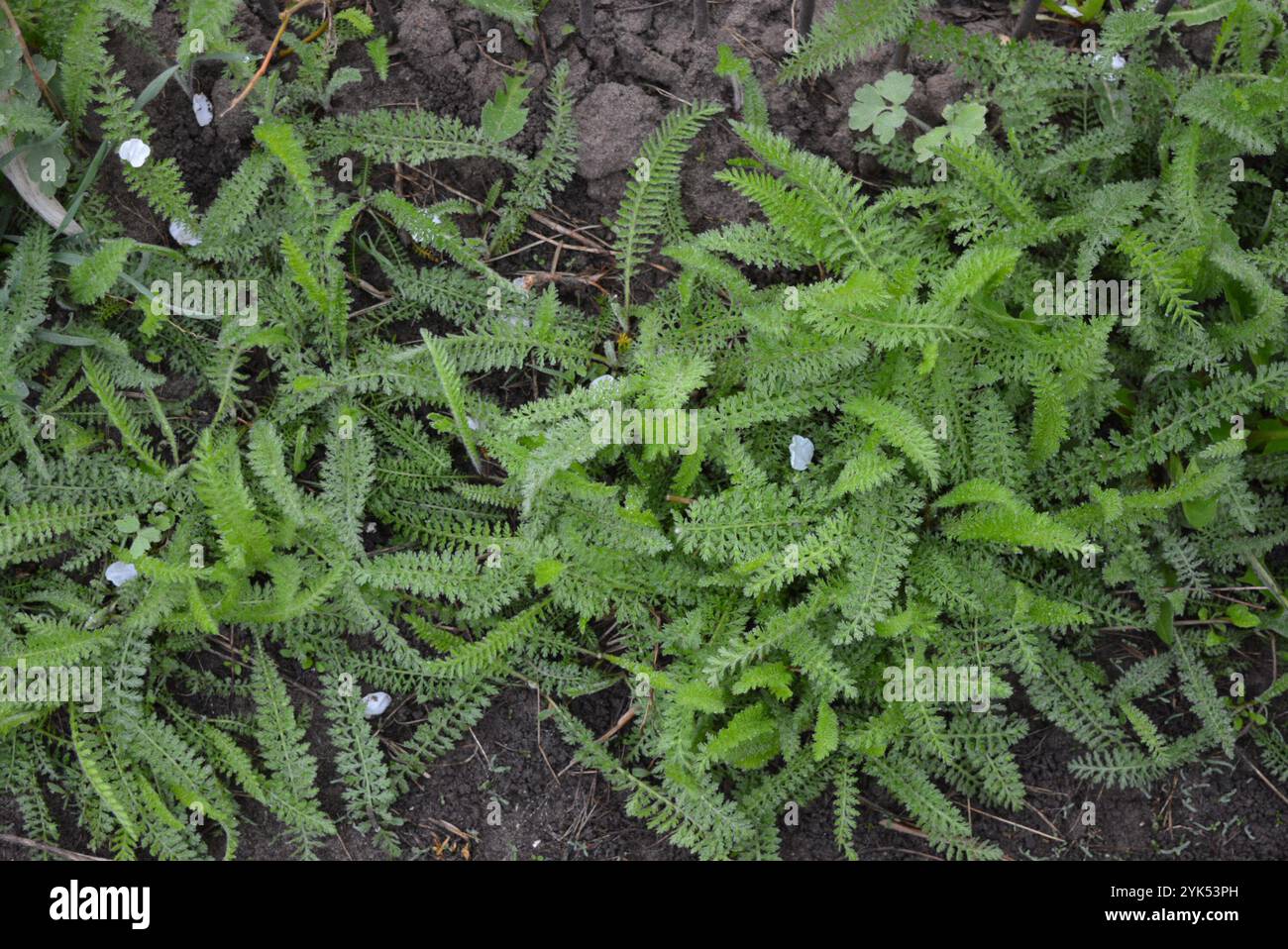 Beautiful spring weather, green background of plants, medicinal plants ...