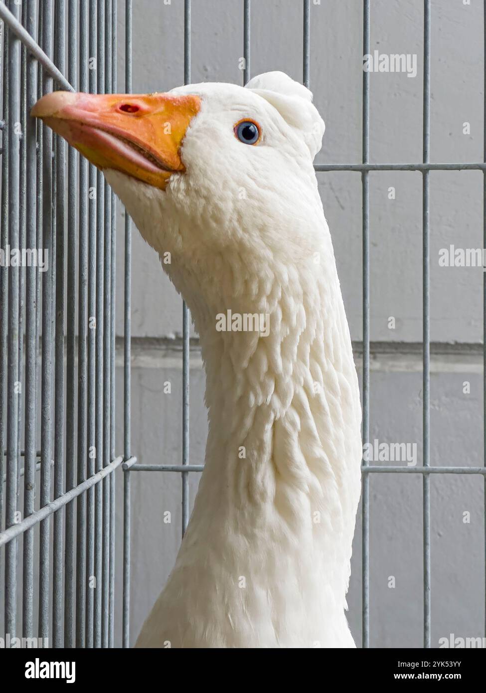 Czech crested Goose breed, Anser anser f. domesticus "Czech Crested ...