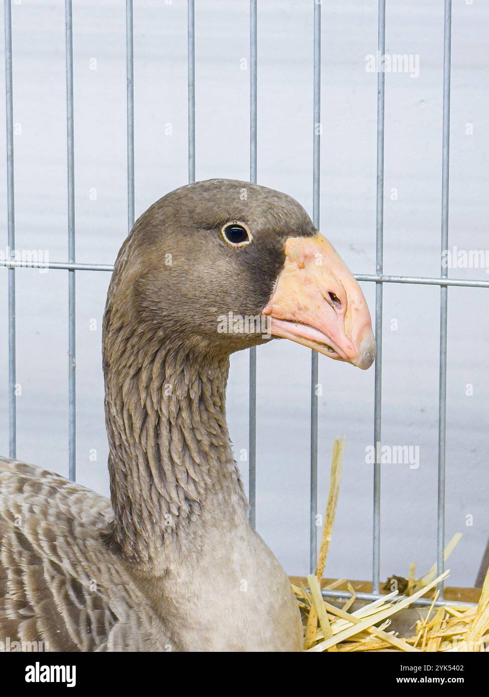 breed Tula fighting goose, Anser anser f. domestica "Tula fighting ...