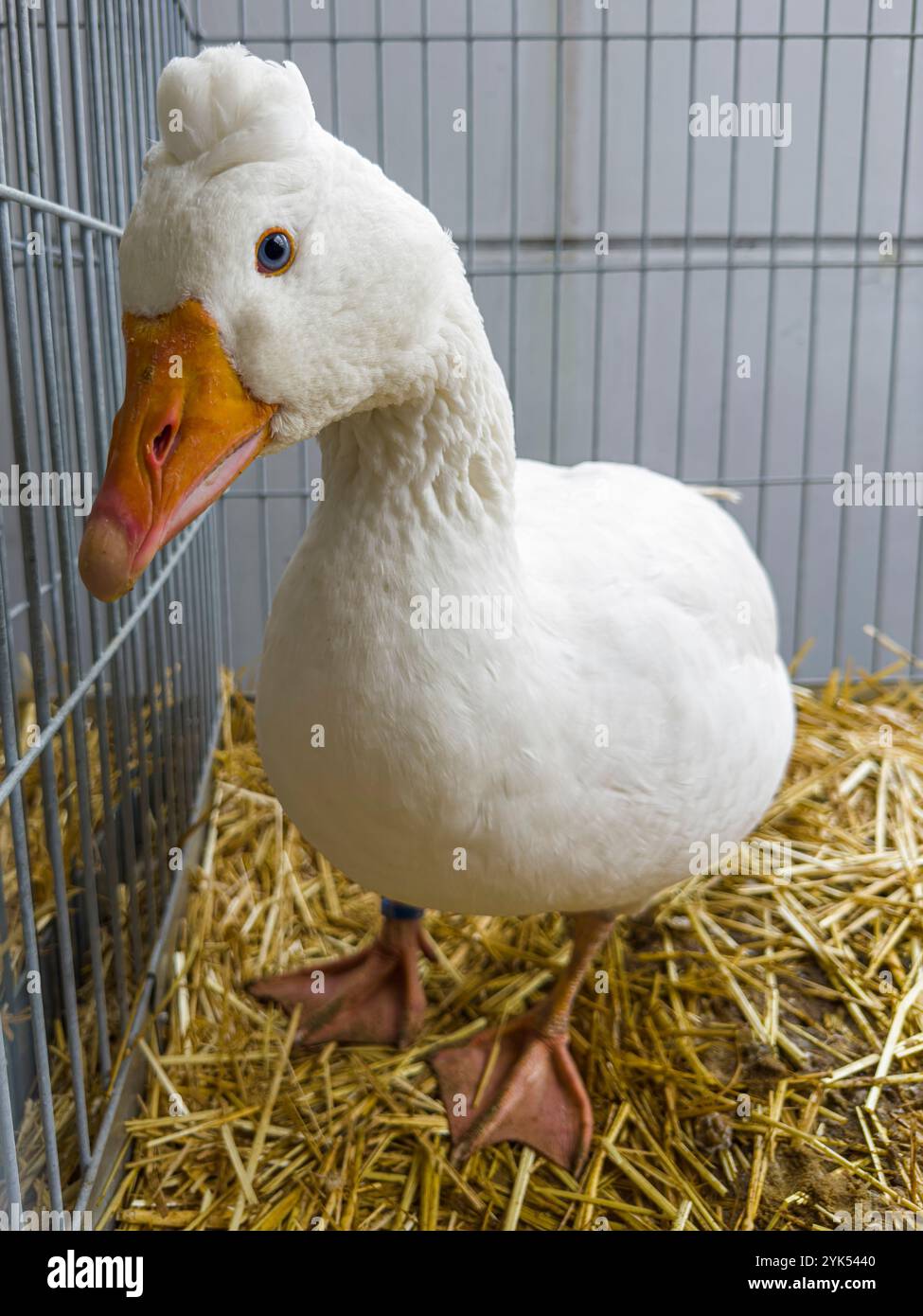 Czech crested Goose breed, Anser anser f. domesticus "Czech Crested ...