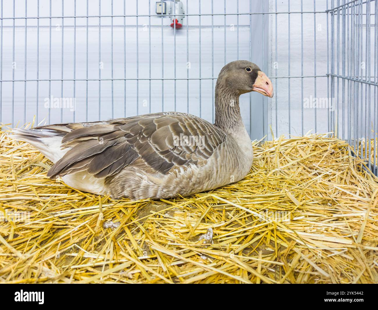 breed Tula fighting goose, Anser anser f. domestica "Tula fighting ...