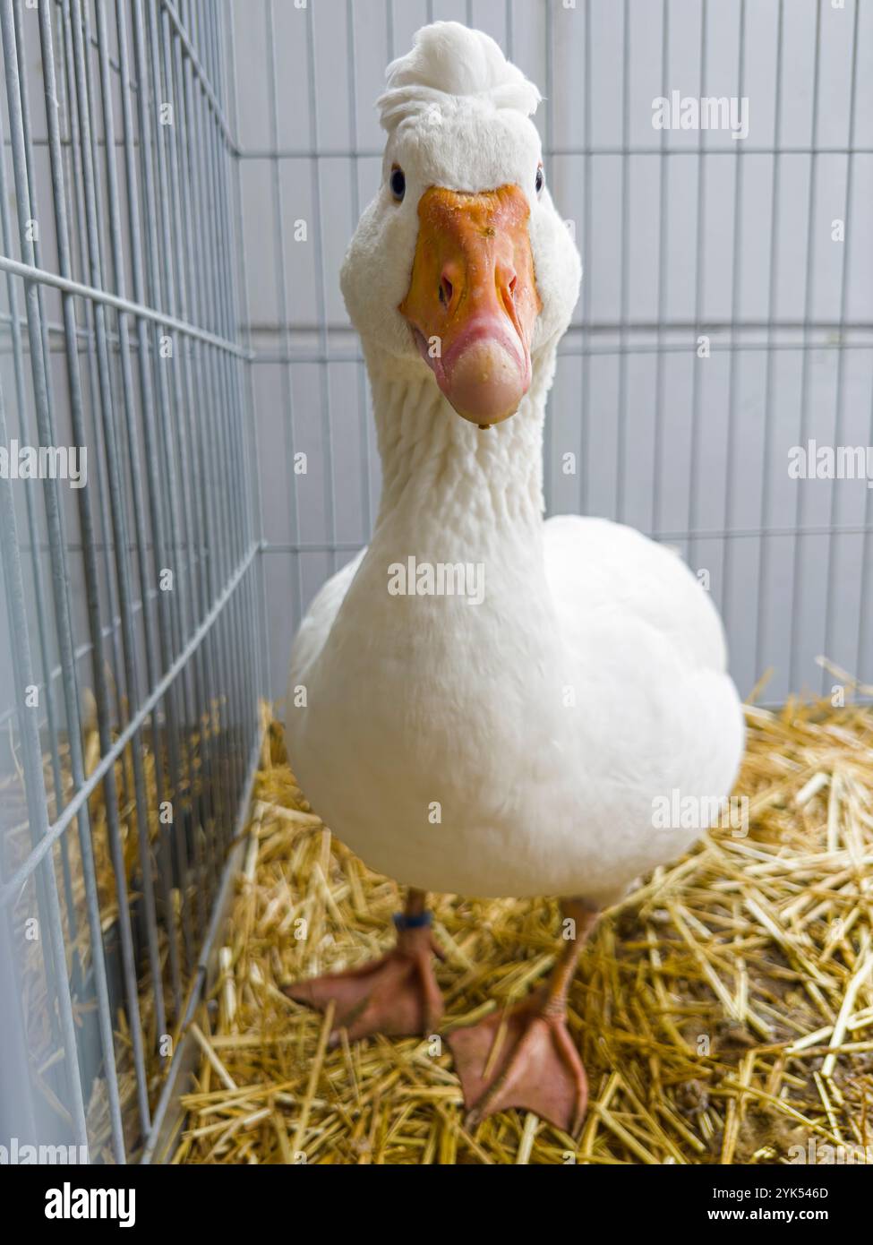 Czech crested Goose breed, Anser anser f. domesticus "Czech Crested ...
