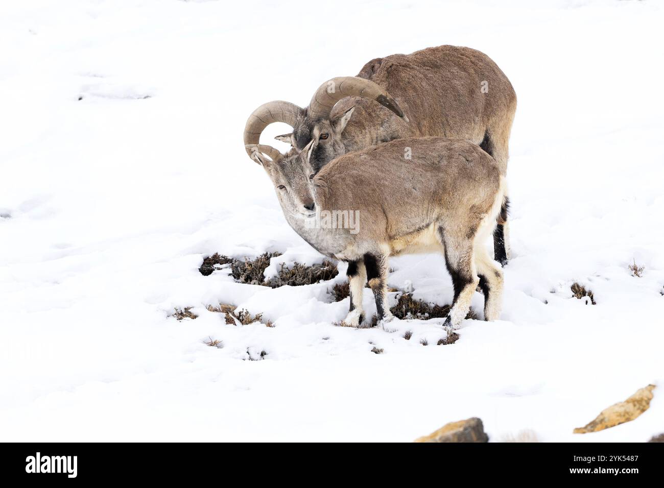 The image of Argali (Ovis ammon) or mountain Sheep was taken in Spiti ...