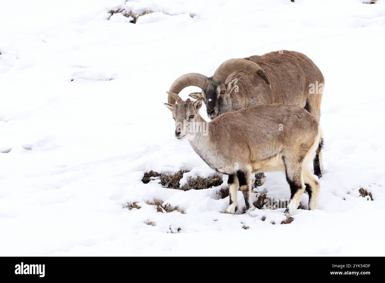 The image of Argali (Ovis ammon) or mountain Sheep was taken in Spiti ...