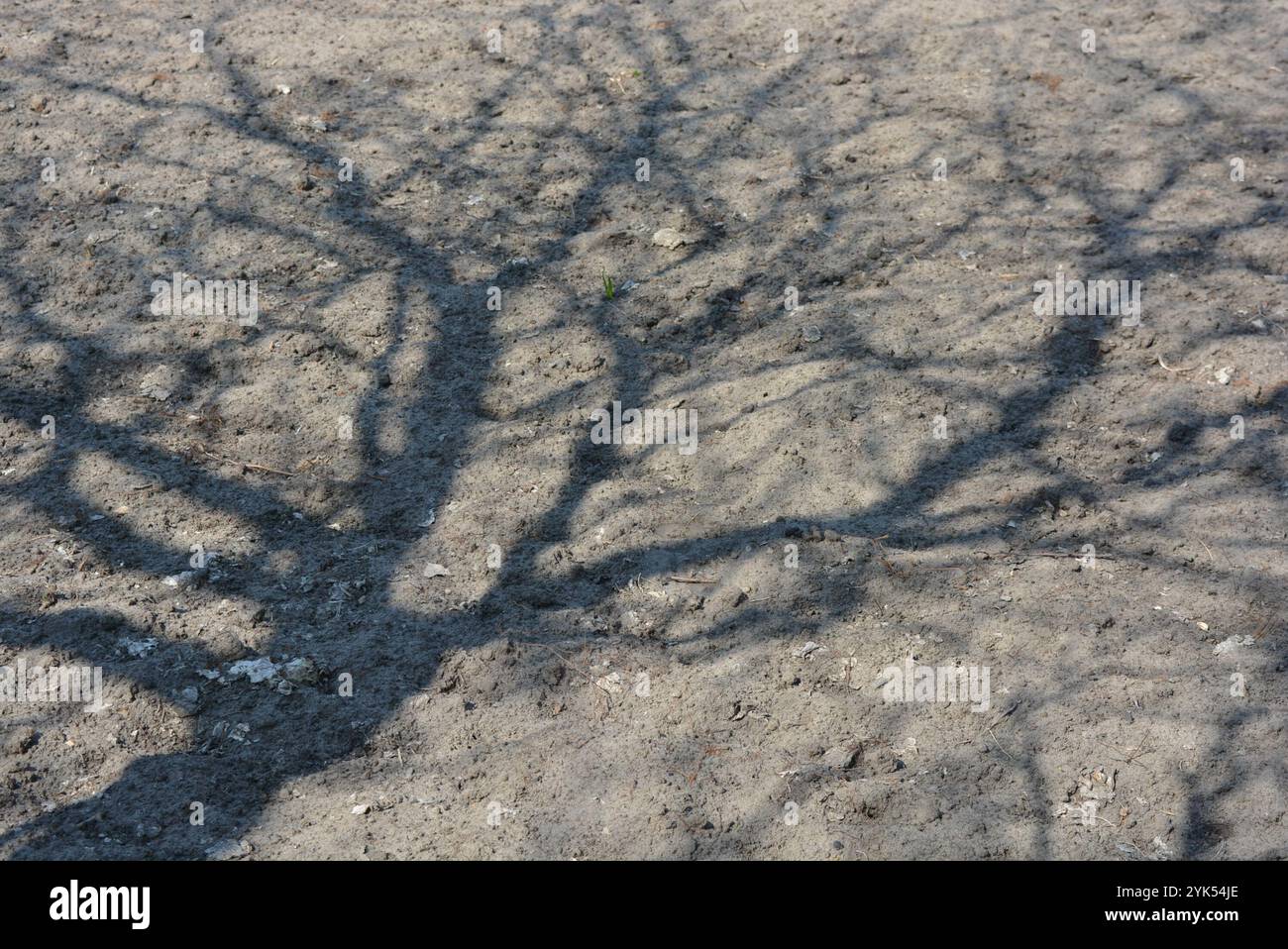Beautiful spring weather, ground after winter with shade from trees ...