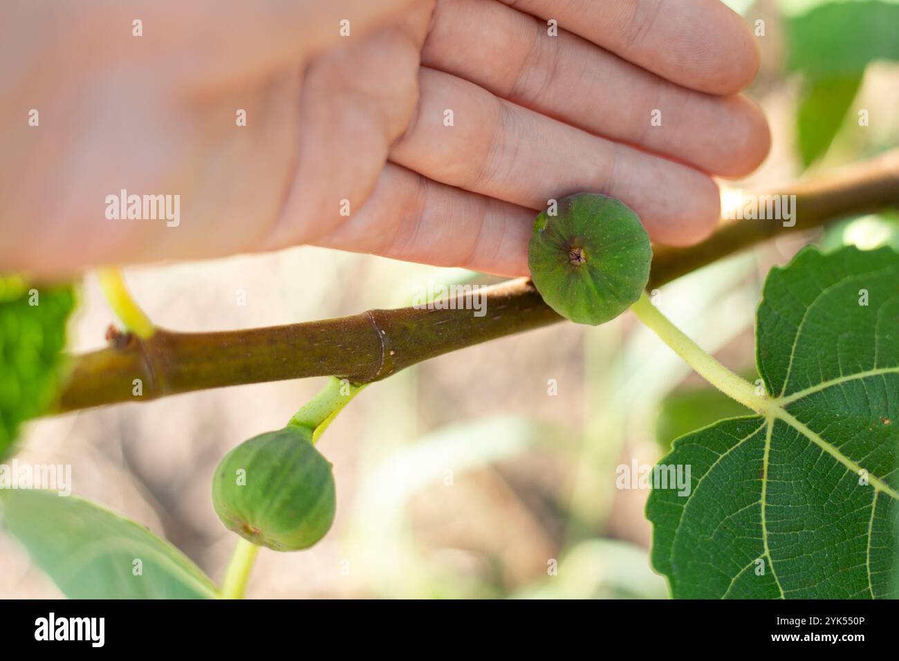 Small green fig on a bush branch. Growing and caring for fruit trees ...