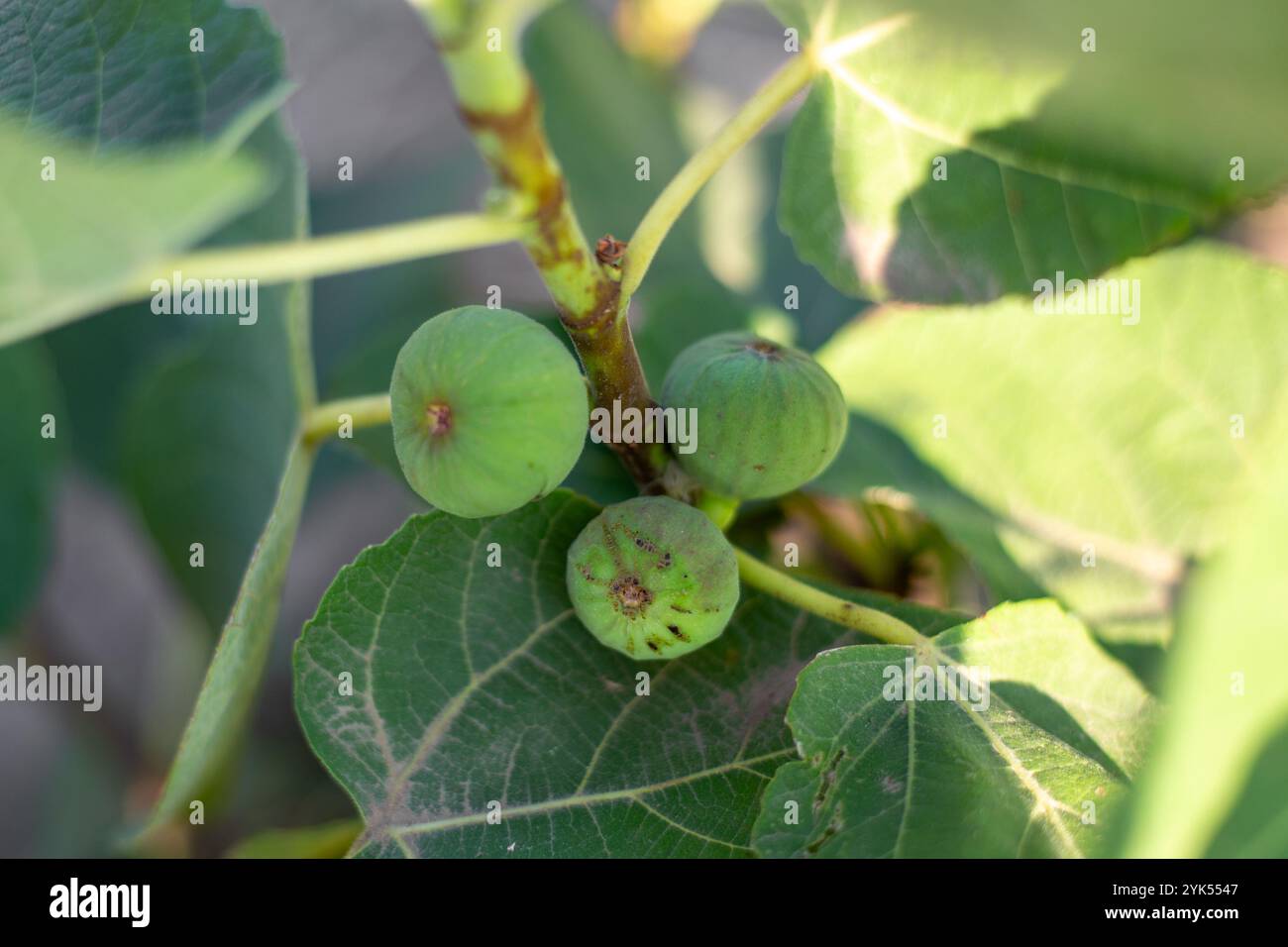 Small green fig on a bush branch. Growing and caring for fruit trees ...