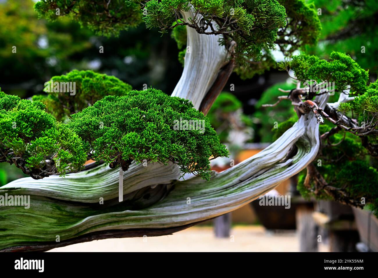 Bonsai Museum Tokyo Stock Photo - Alamy