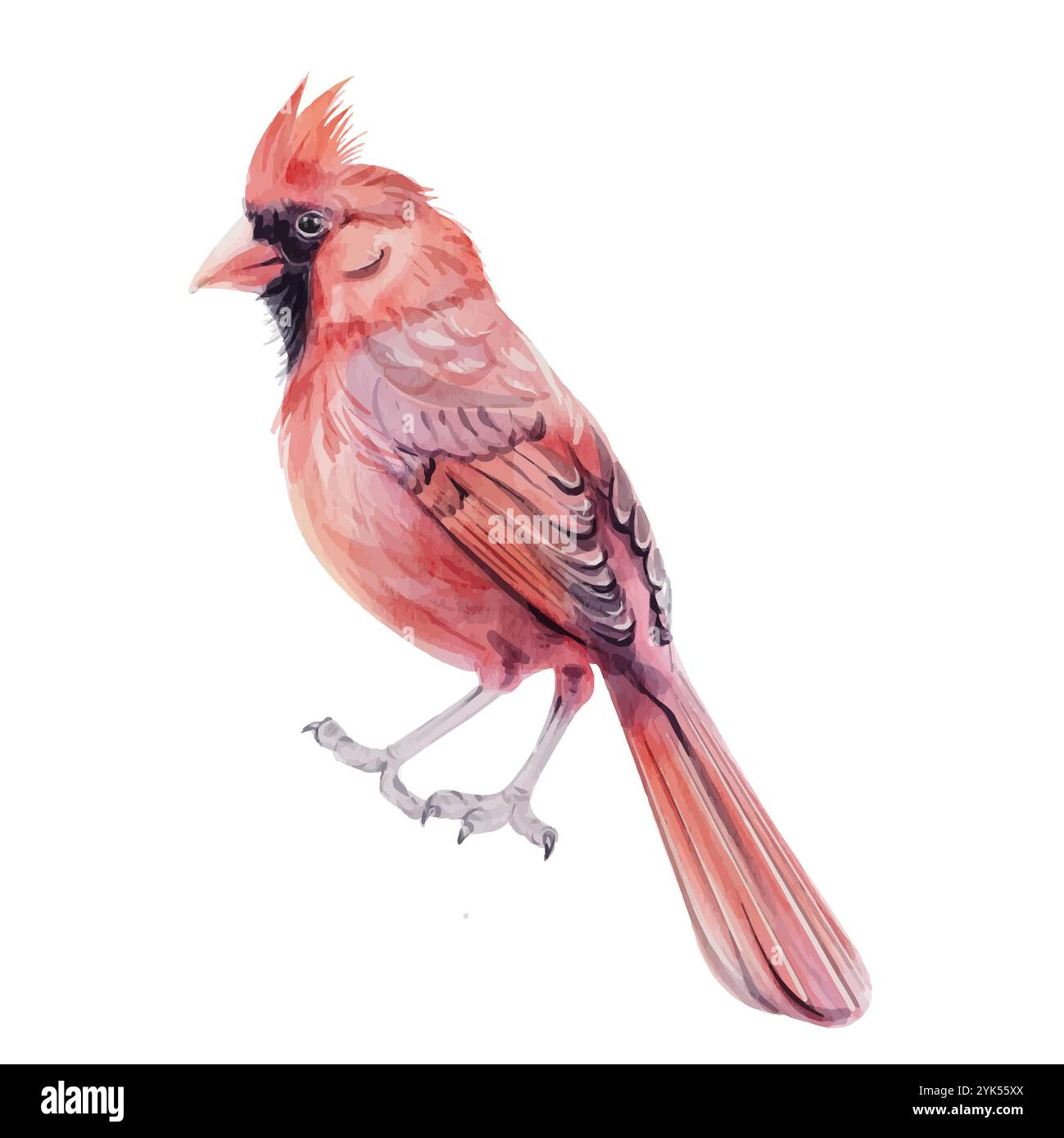 Watercolor Christmas bird red cardinal, isolated. Symbol of Christmas ...