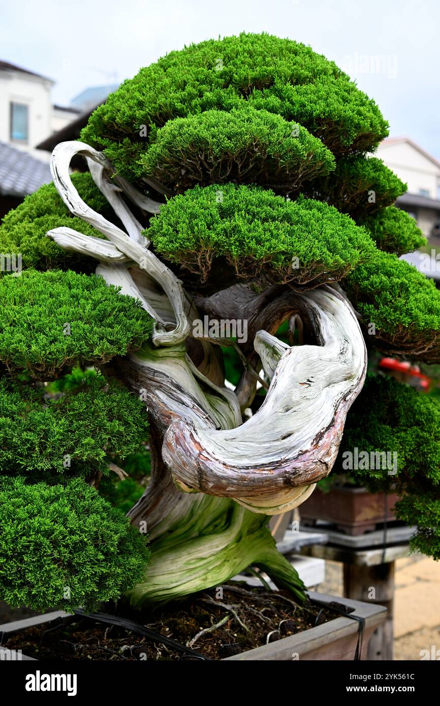 Bonsai Museum Tokyo Stock Photo - Alamy