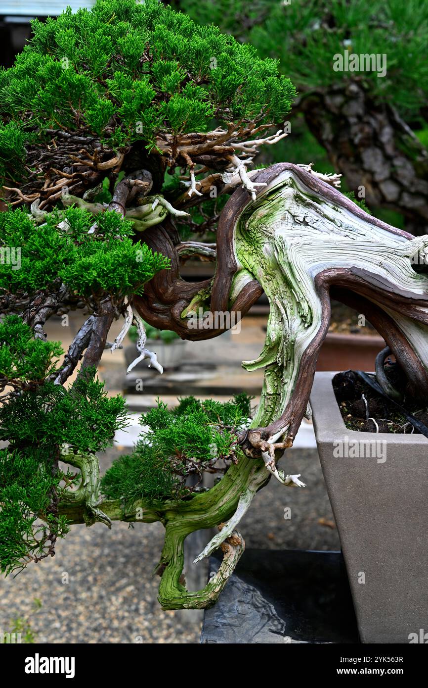 Bonsai Museum Tokyo Stock Photo - Alamy