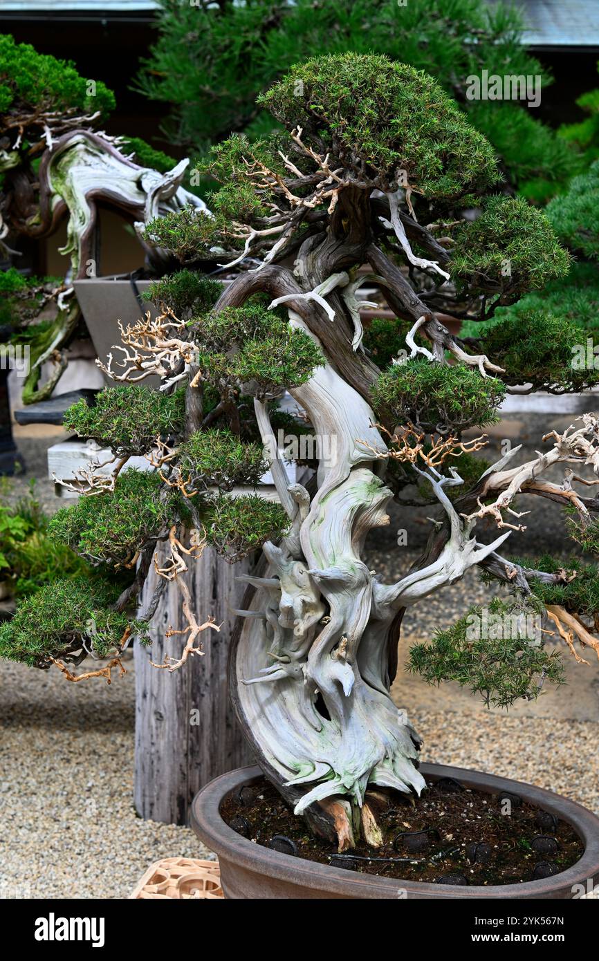 Bonsai Museum Tokyo Stock Photo - Alamy