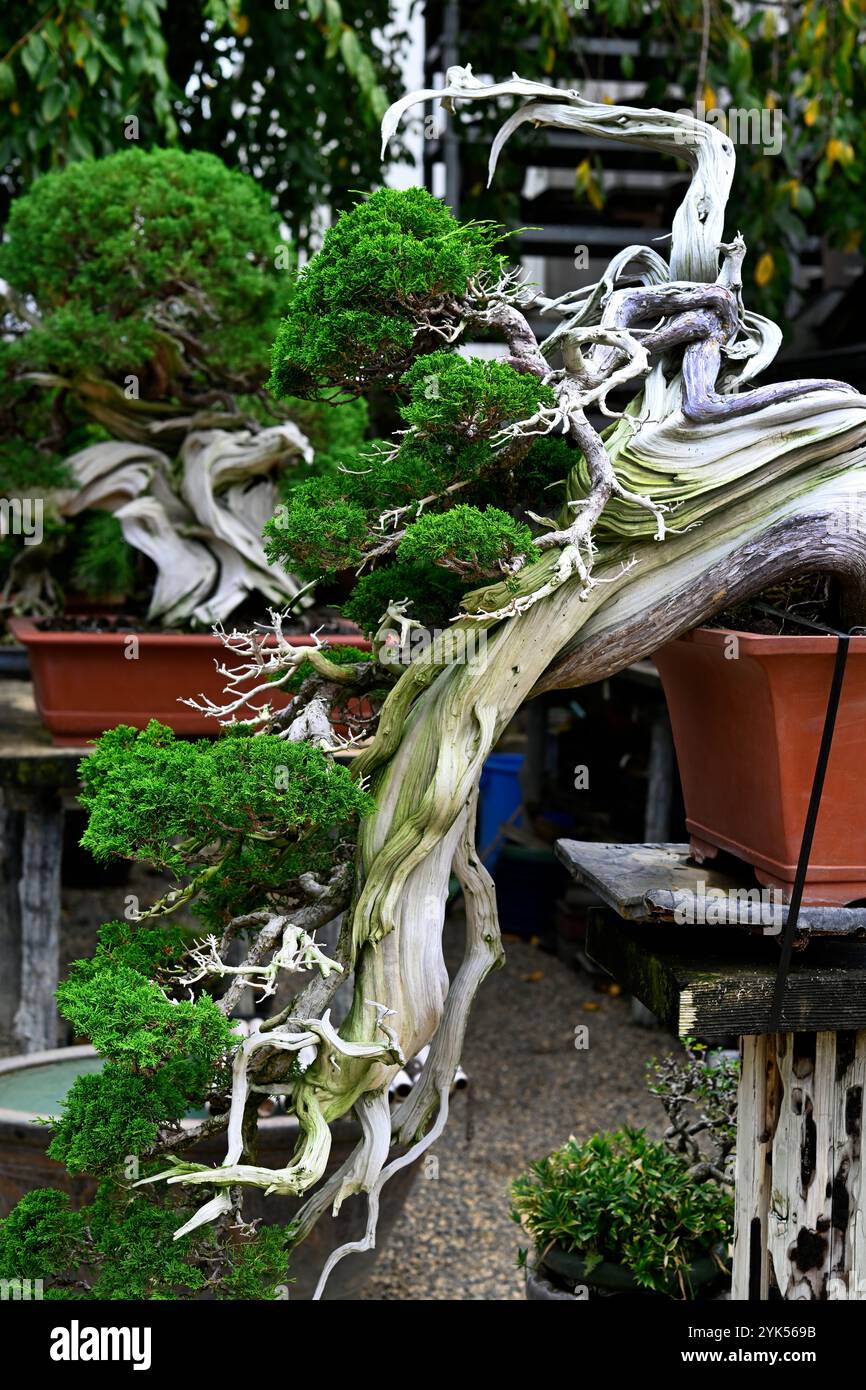 Bonsai Museum Tokyo Stock Photo - Alamy