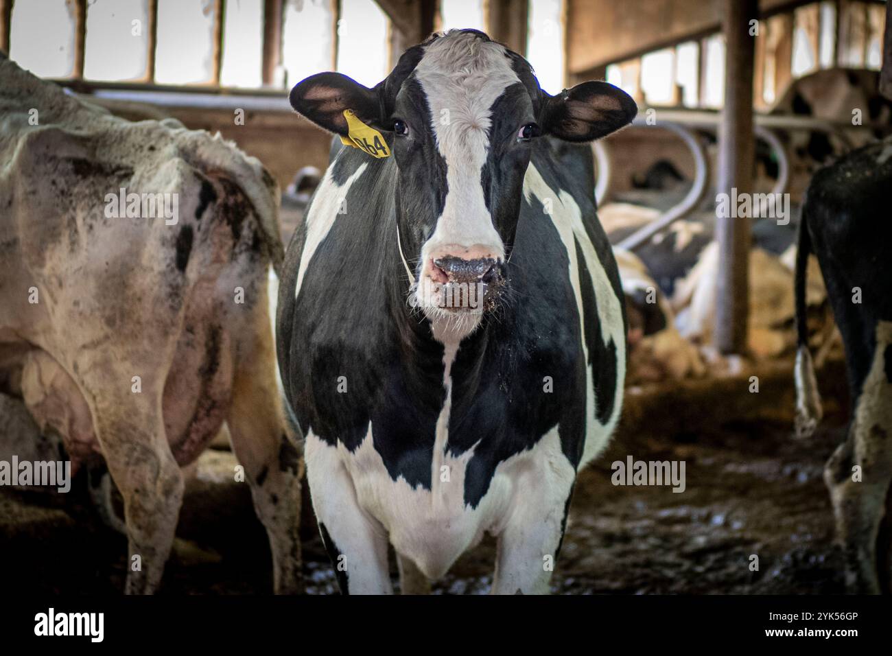 Clark Farms Creamery is a multigenerational dairy farm, that milks ...