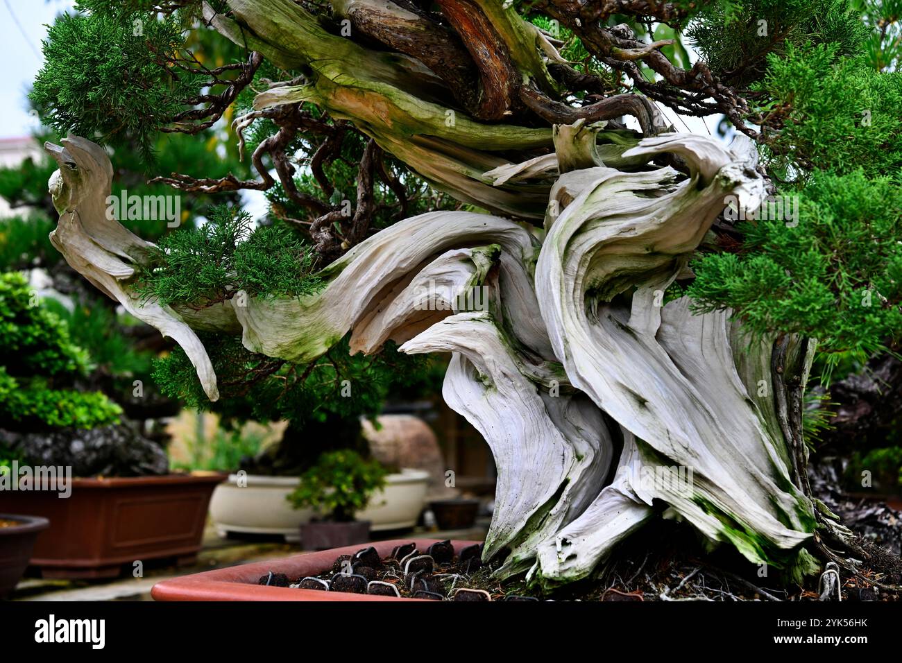 Bonsai Museum Tokyo Stock Photo - Alamy